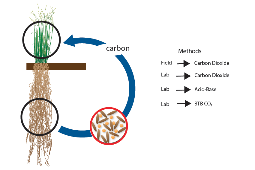 Measuring Soil Microbial Activity | Great Lakes Bioenergy Research Center Measuring Soil Microbial Activity | Great Lakes Bioenergy Research Center